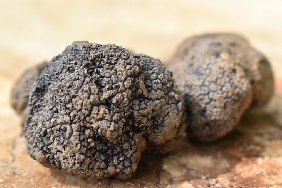 Arbre truffier : type de truffes et champignons