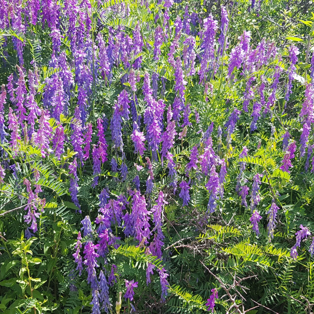Vesce velue - L'engrais vert mellifère